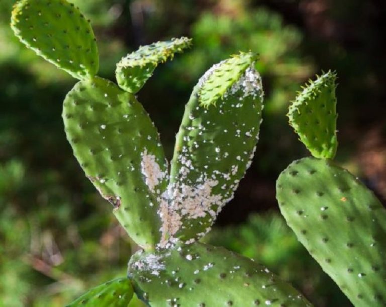 Over 50% of prickly pear plantations are infested by cactus cochineal ...
