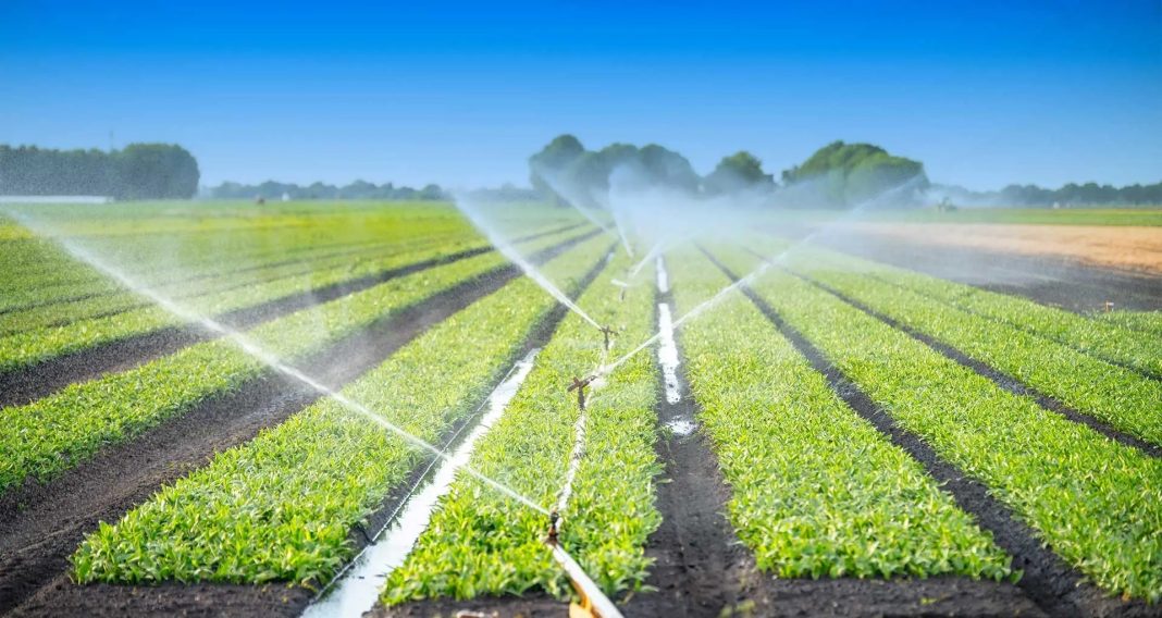 Tunisia: Field crops sector is going through a difficult phase (Ben ...
